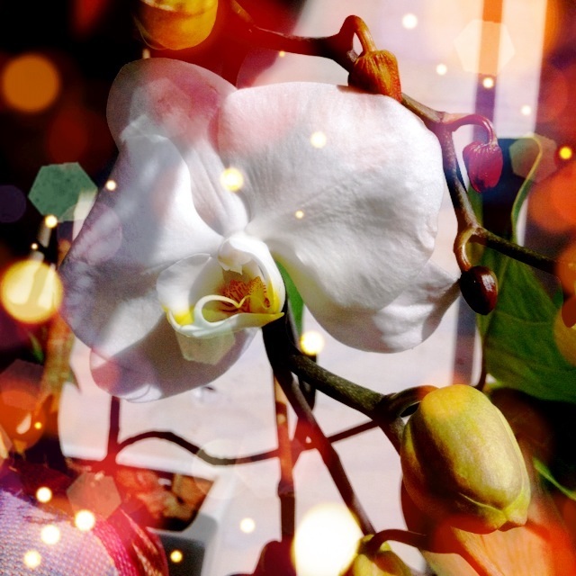 (untitled) | ☆ SMILE DOG